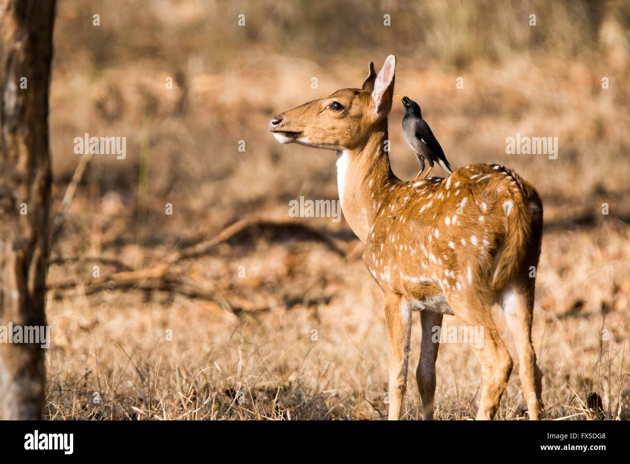 Joy Ride of Jungle Myna on spotted deer(axis axis Stock Photo - Alamy