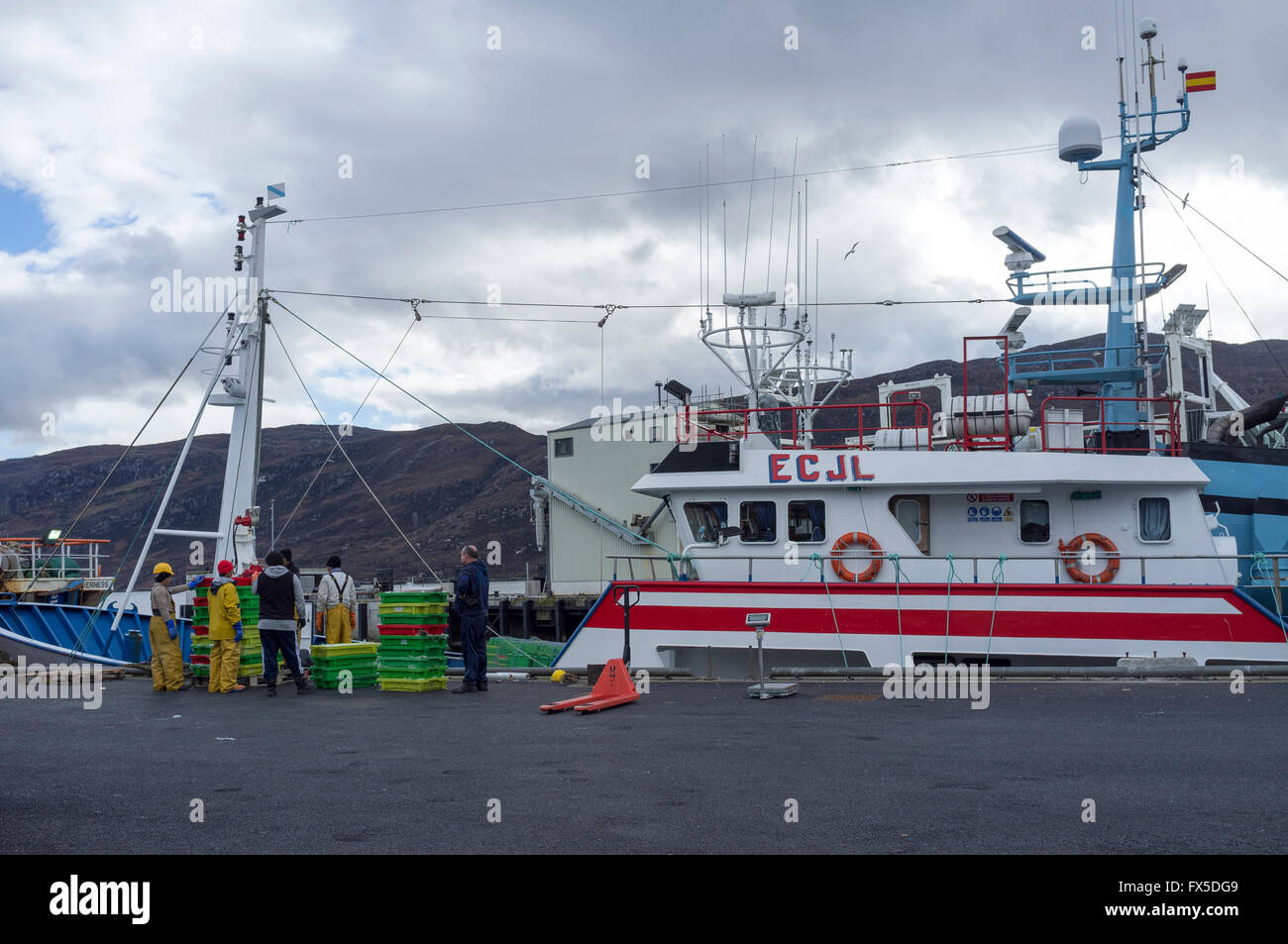 Dockers unloading fish haul from a trawler at Ullapool Harbour ...