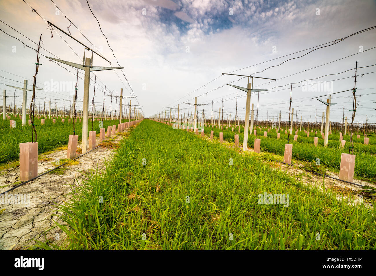 small young seedlings growing in rows Stock Photo - Alamy