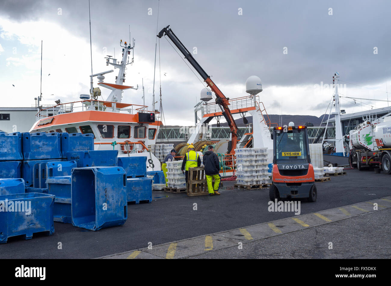 Dockers unloading fish haul from a trawler at Ullapool Harbour ...