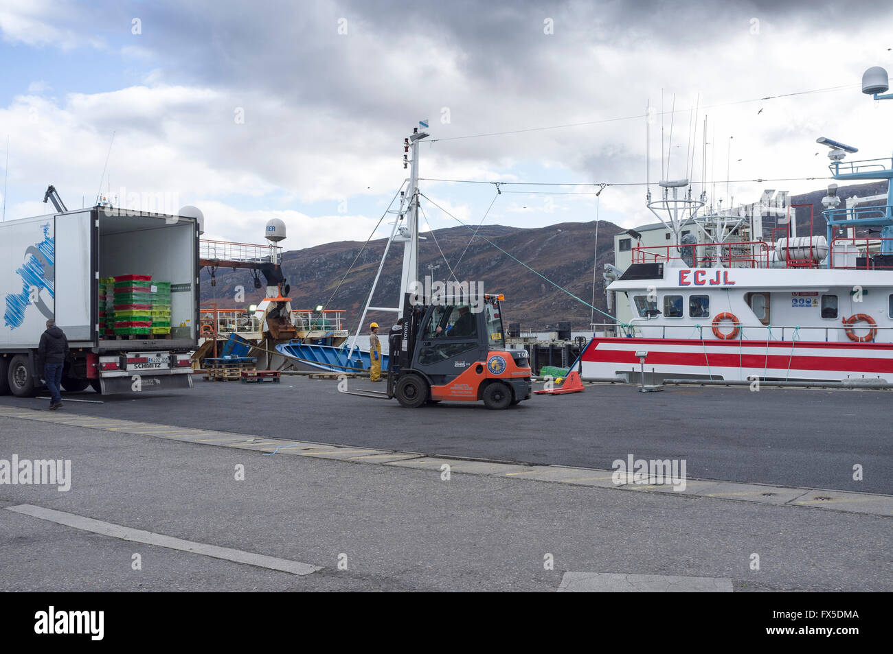 Unloading fish haul from trawler at Ullapool Harbour, Scottish ...