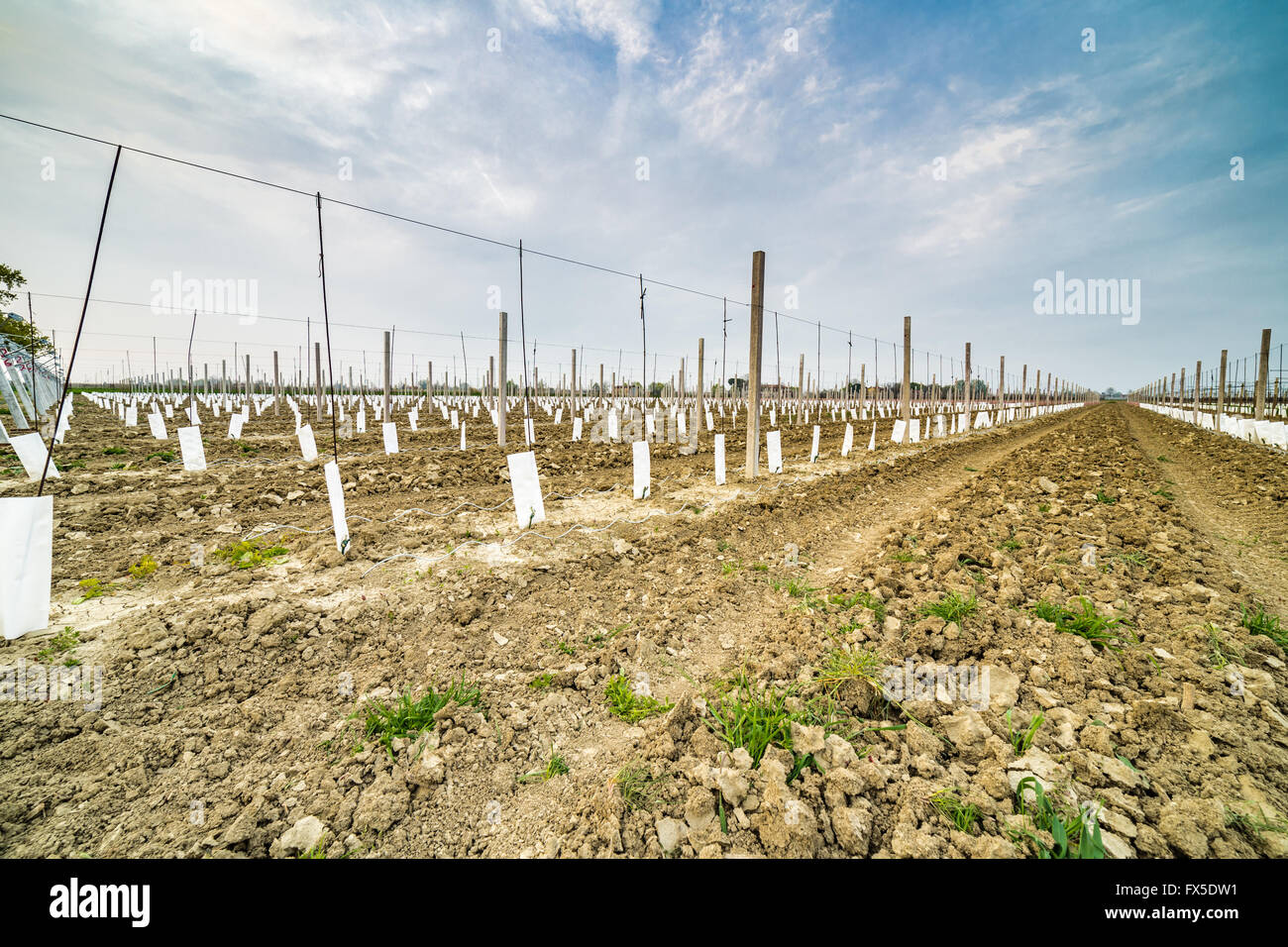small young seedlings growing in rows Stock Photo - Alamy