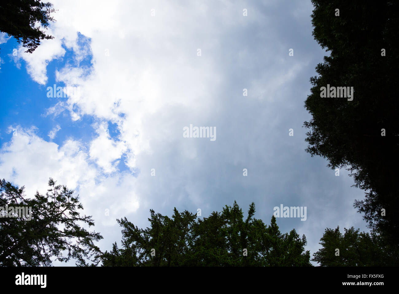 Looking up is a series of clouds, blue sky and some trees creating ...