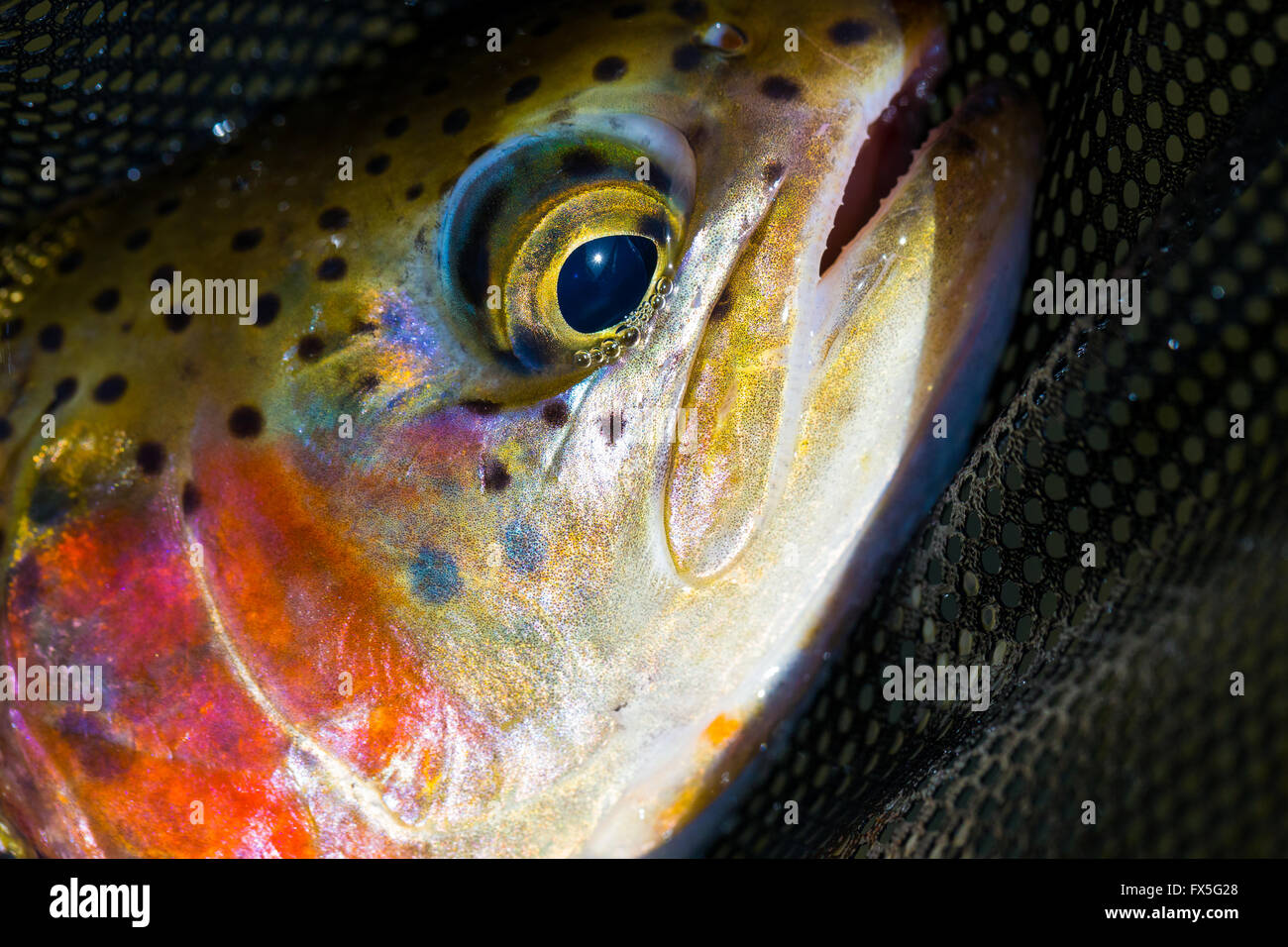 Redside rainbow trout native to the Deschutes River in Oregon Stock ...