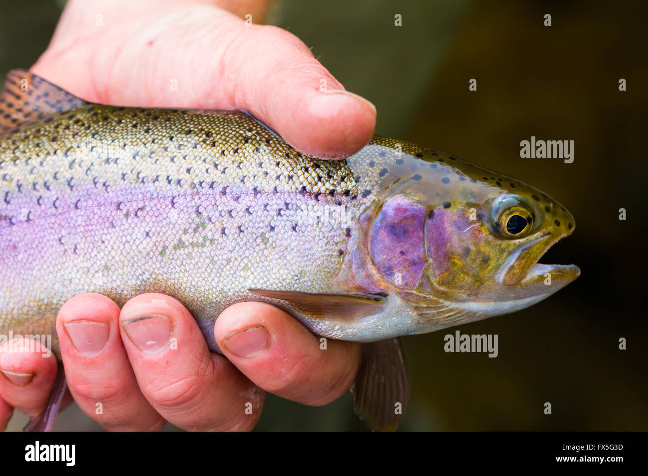 Fly fisherman holding a trophy redside rainbow trout native to the ...