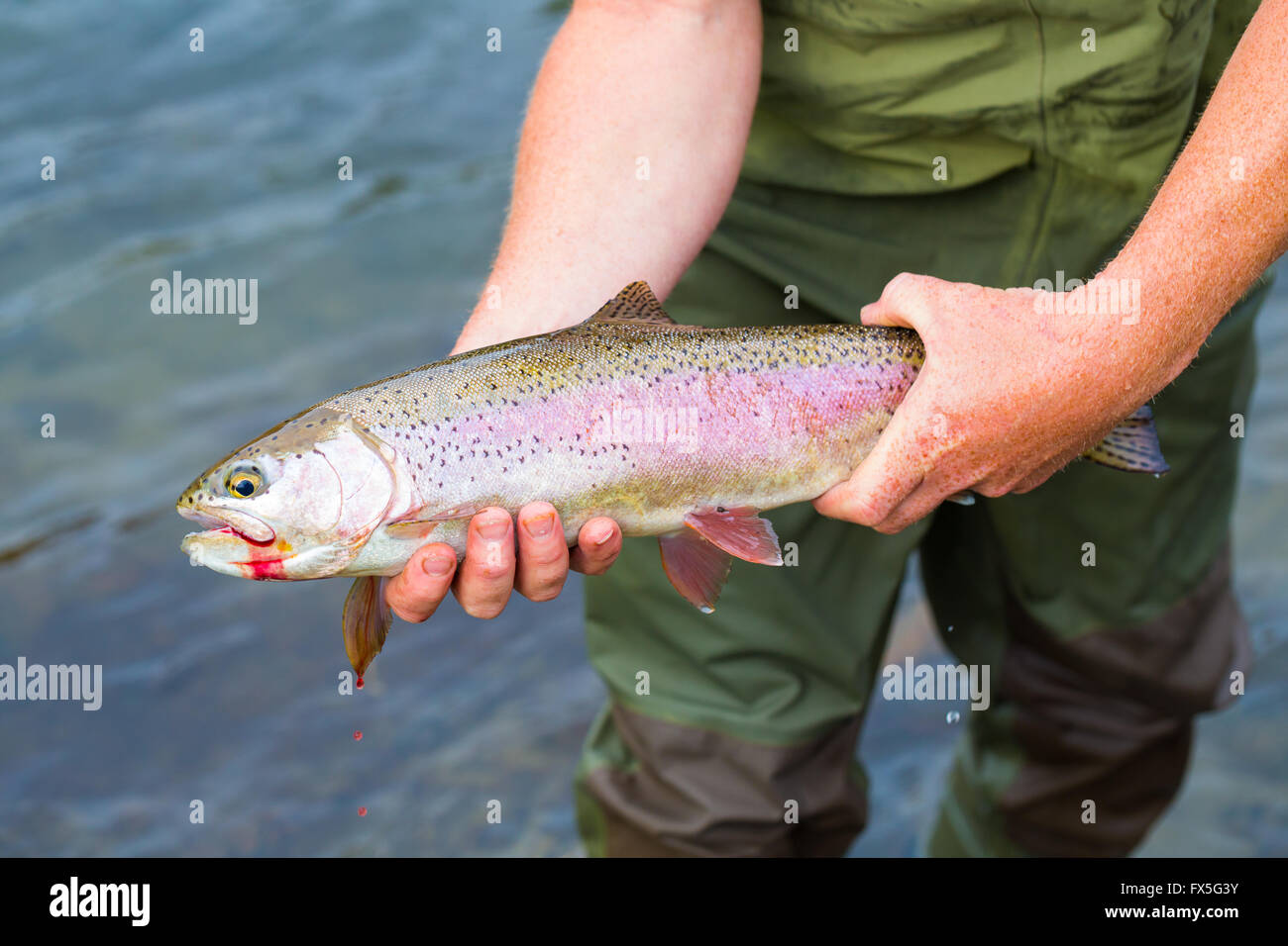 Fly fisherman holding a trophy redside rainbow trout native to the ...