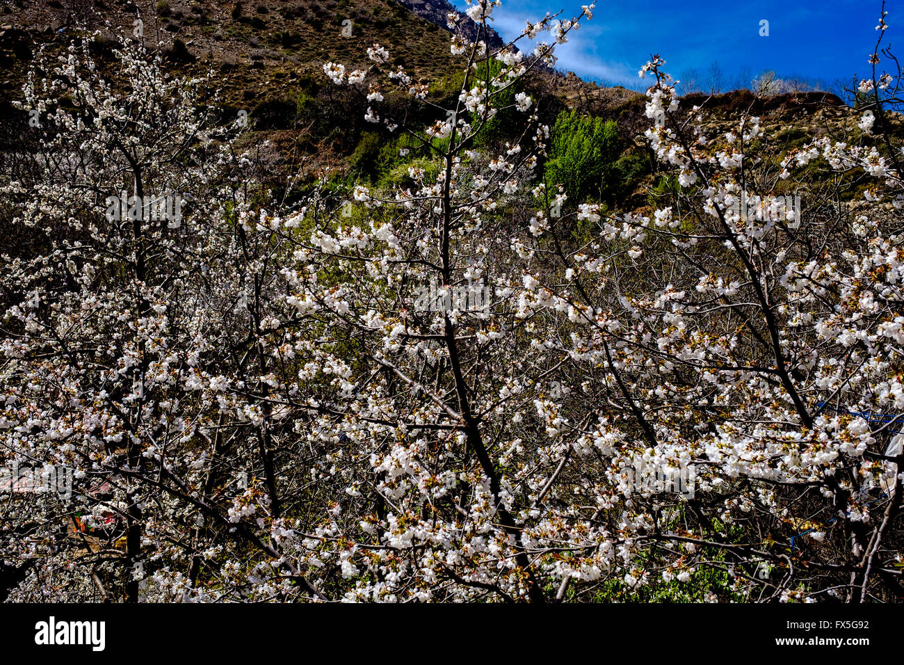 Ourika valley blossom hi-res stock photography and images - Alamy