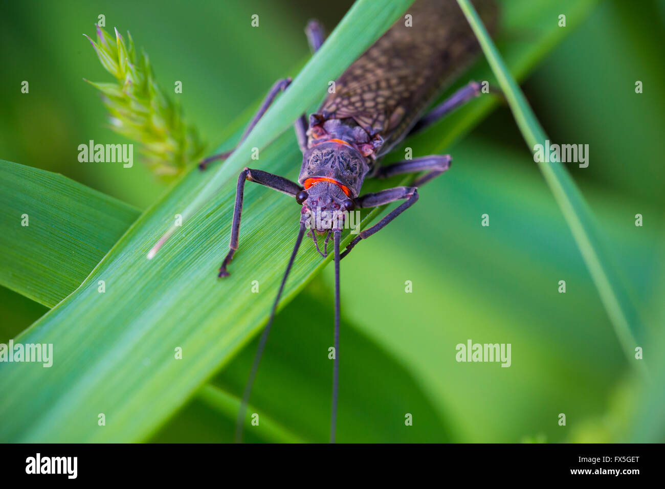 Golden bugs hi-res stock photography and images - Alamy