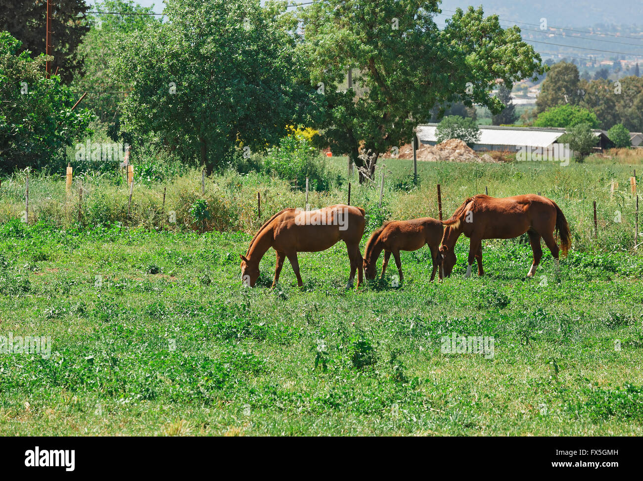 Horse family tree hi-res stock photography and images - Alamy