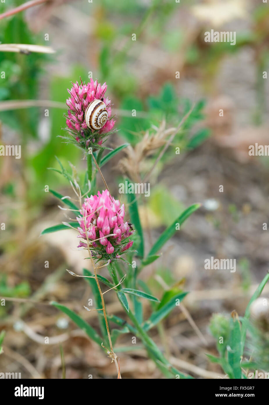 Beautiful snail on a pink flower Stock Photo - Alamy