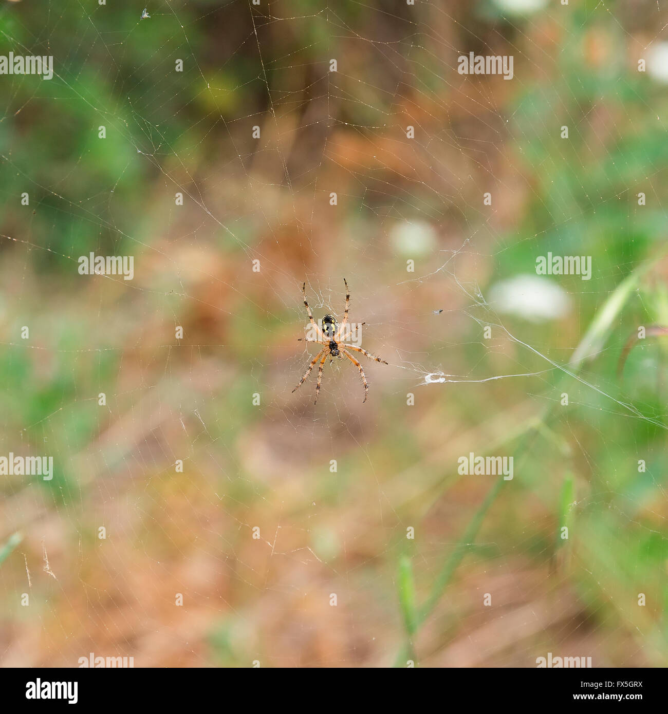 Beautiful spider web hi-res stock photography and images - Alamy