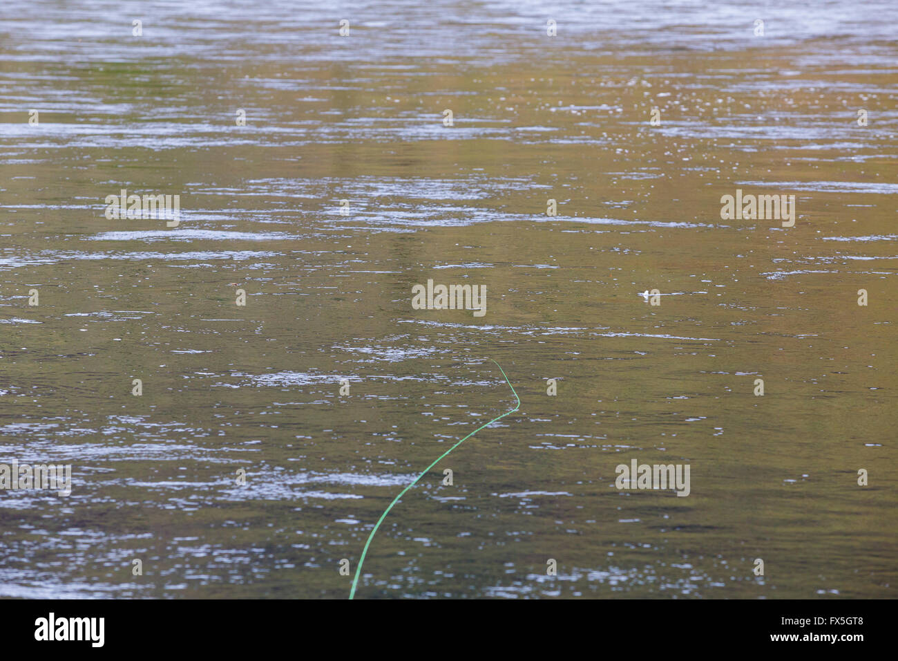 Dry fly connected to fly line floating on the water while fly fishing ...