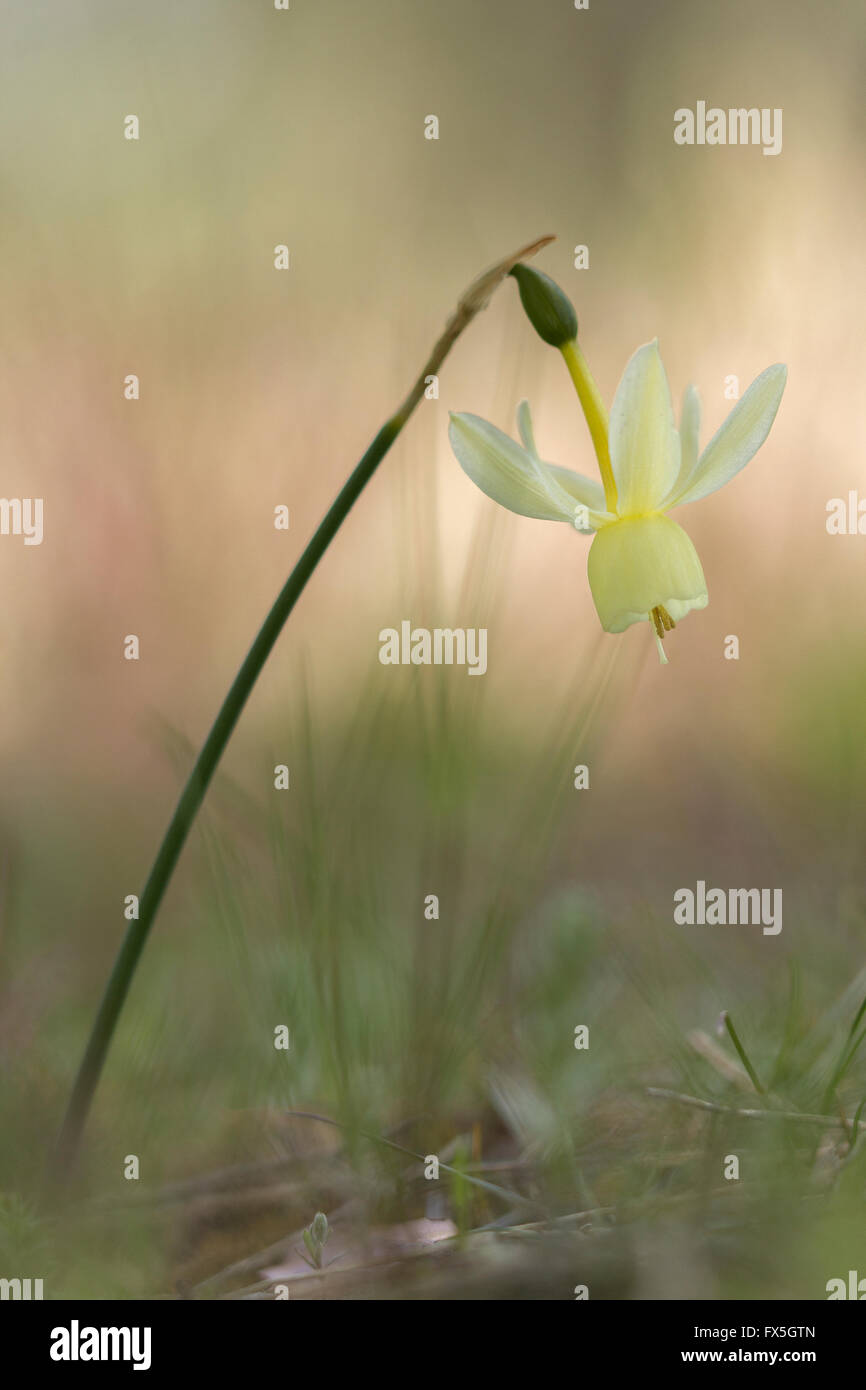 Narcissus triandrius (Angel's tears Stock Photo - Alamy