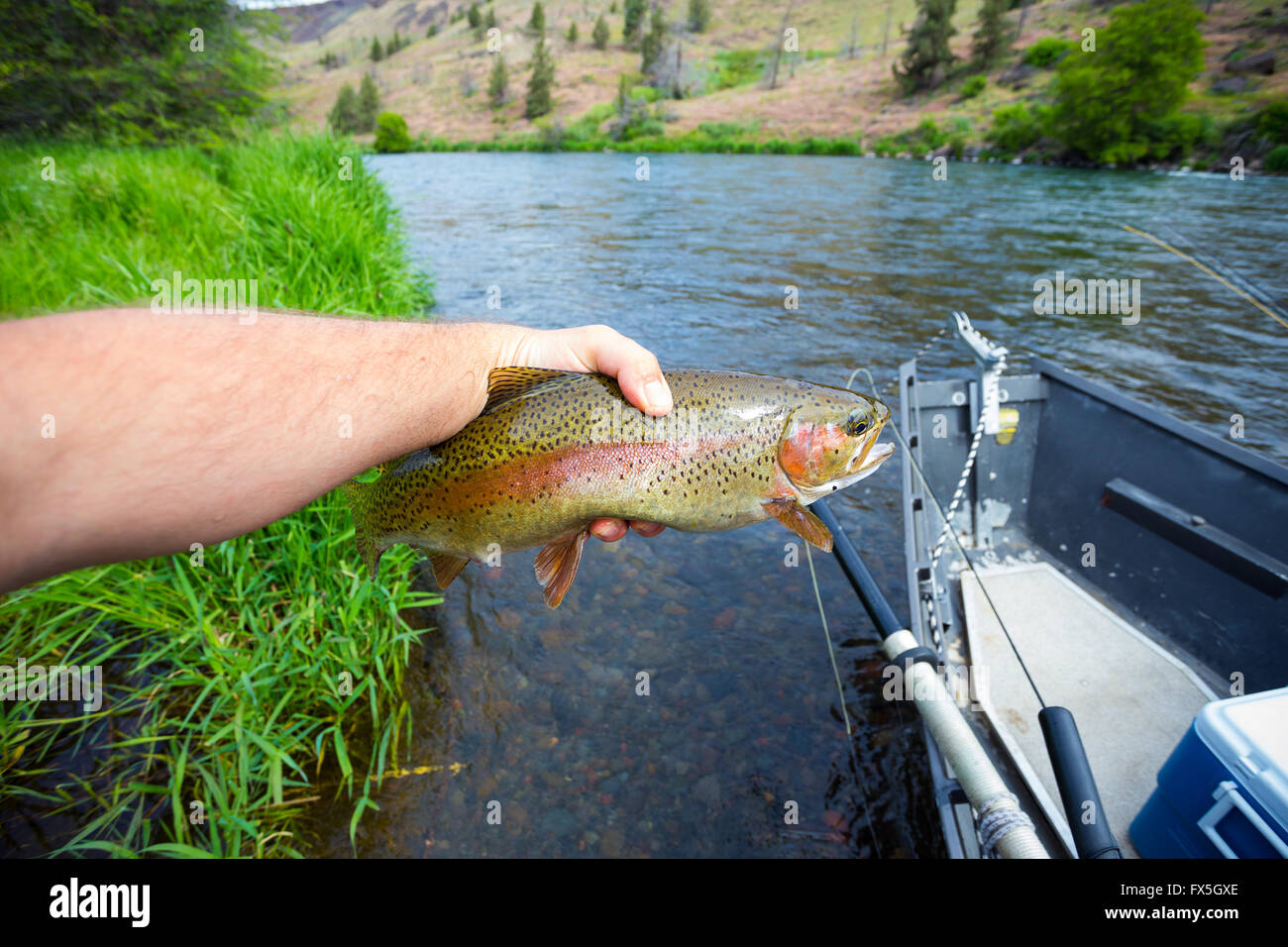 Trophy rainbow trout are common on the Lower Deschutes River in Oregon ...