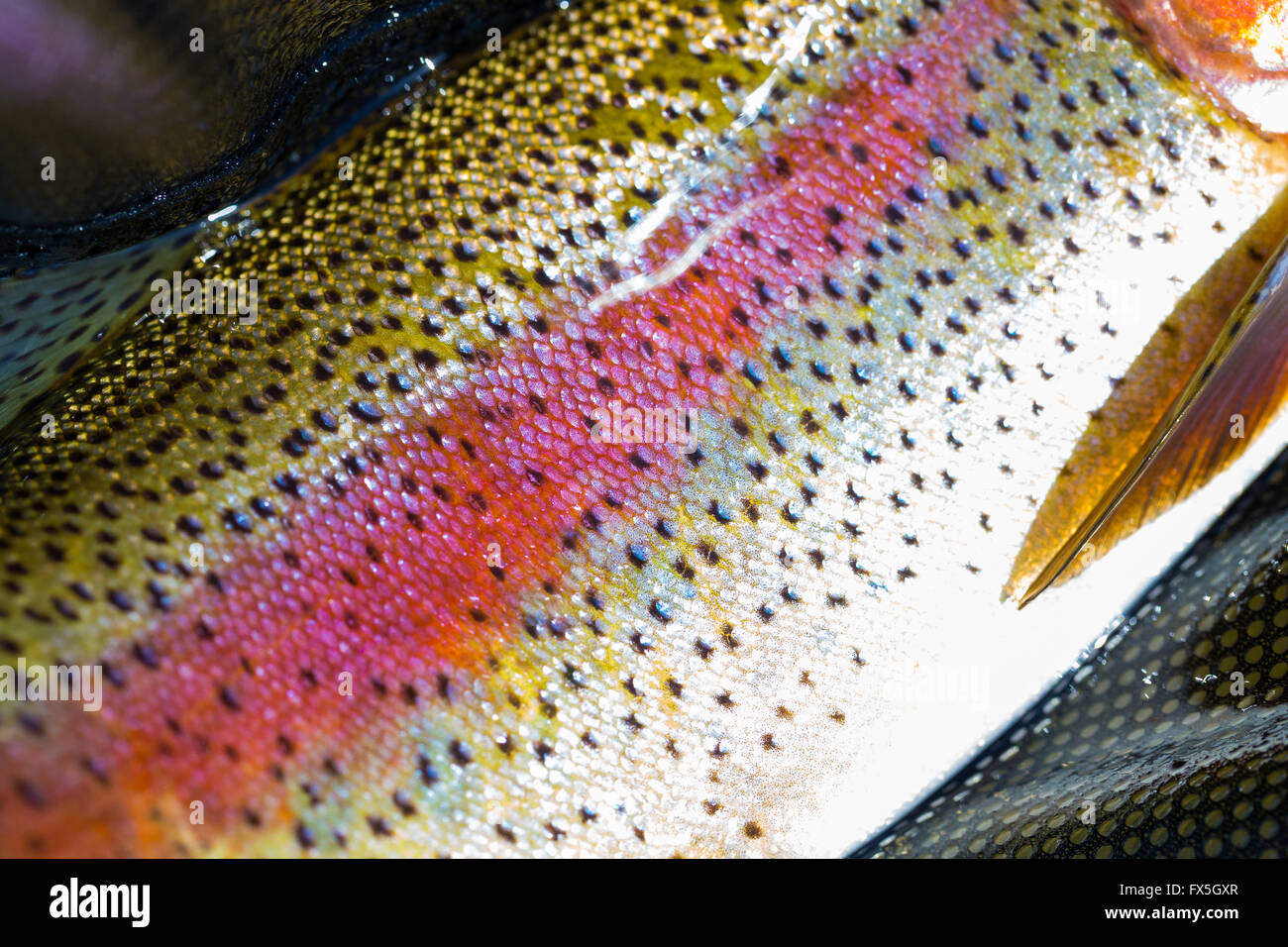 Redside rainbow trout native to the Deschutes River in Oregon Stock ...