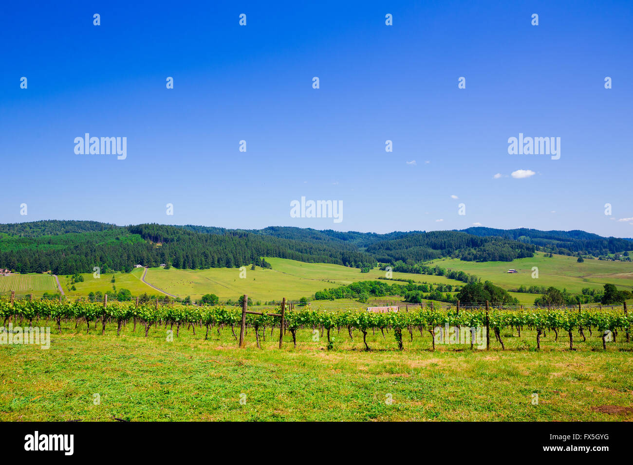 Landscape photo of a winery and vineyard in Western Oregon Stock Photo ...
