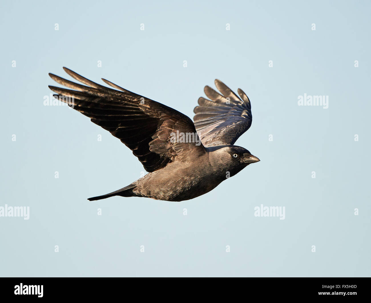 Western Jackdaw in flight with blue skies in the background Stock Photo ...