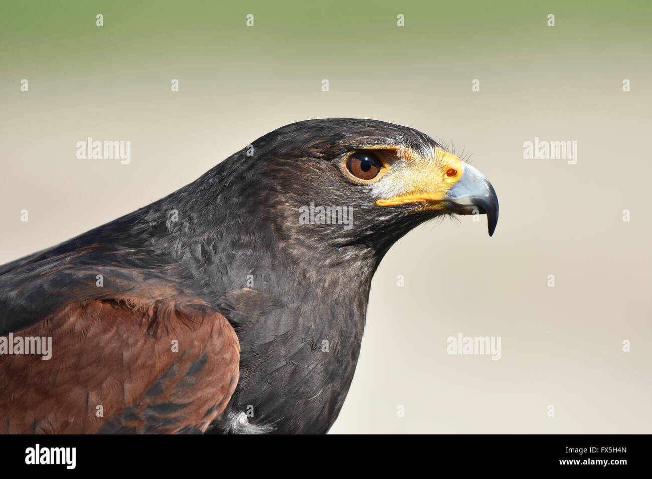 Closeup portrait of a Harris hawk seen from the side Stock Photo - Alamy