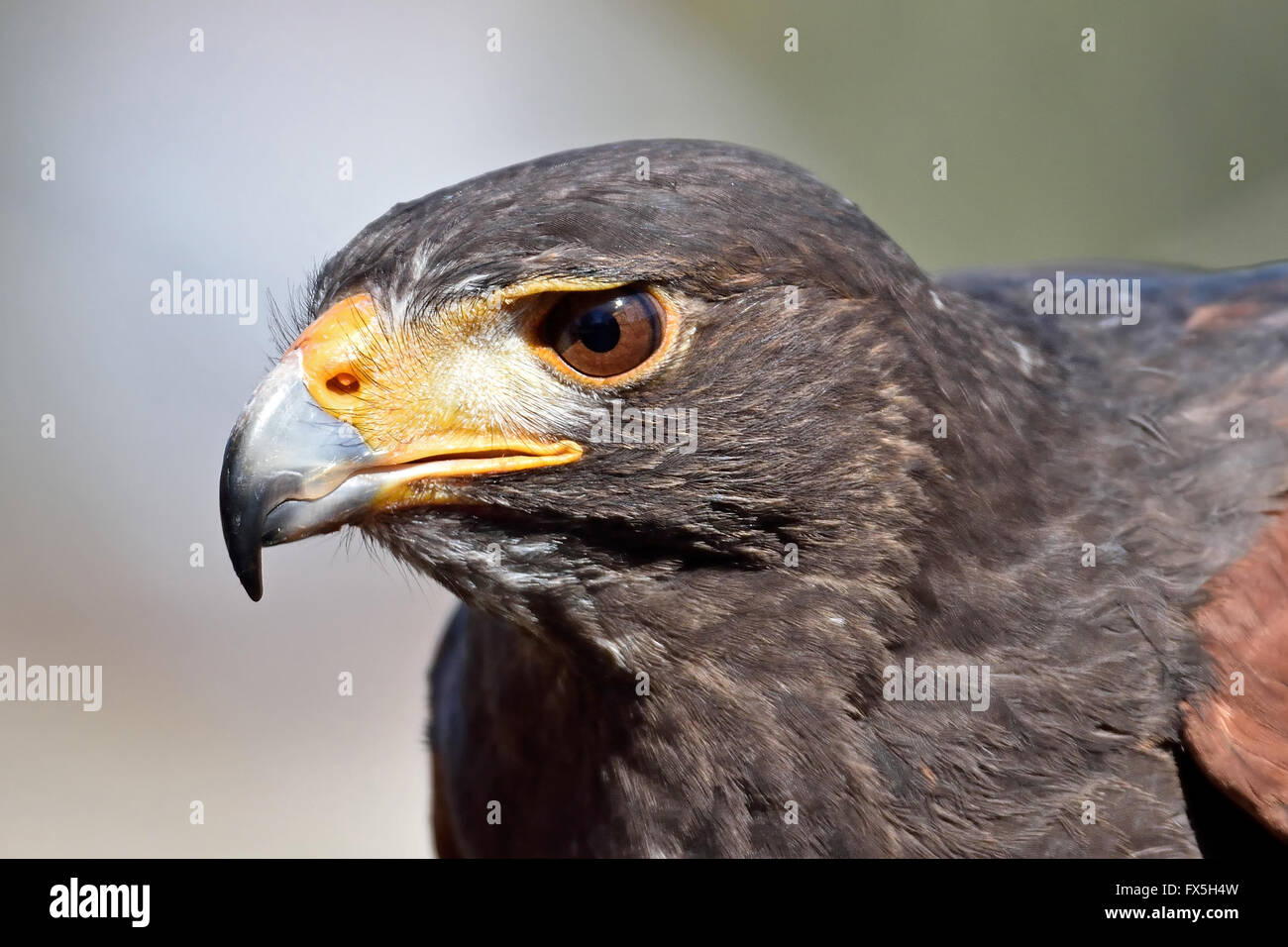 Closeup portrait of the Harris hawk seen from the side Stock Photo - Alamy