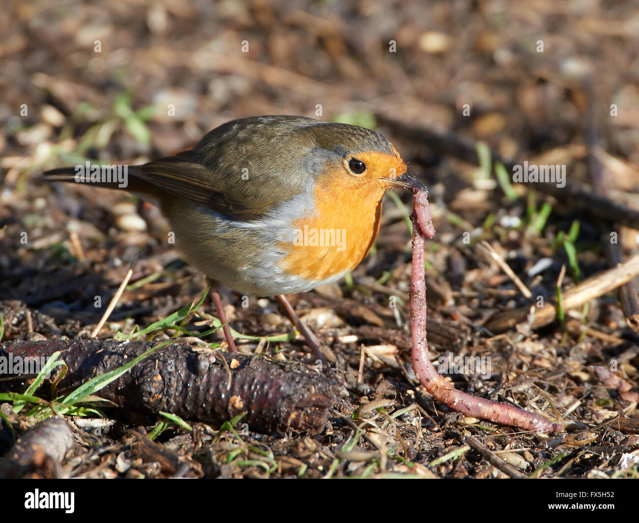 European robin sitting on the ground with a earthworm in its beak Stock ...