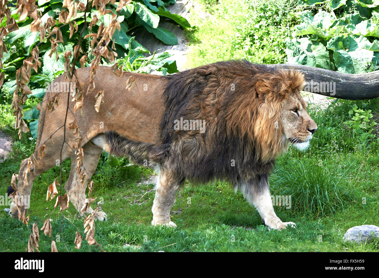 Big male Lion walking and hiding in its habitat Stock Photo - Alamy