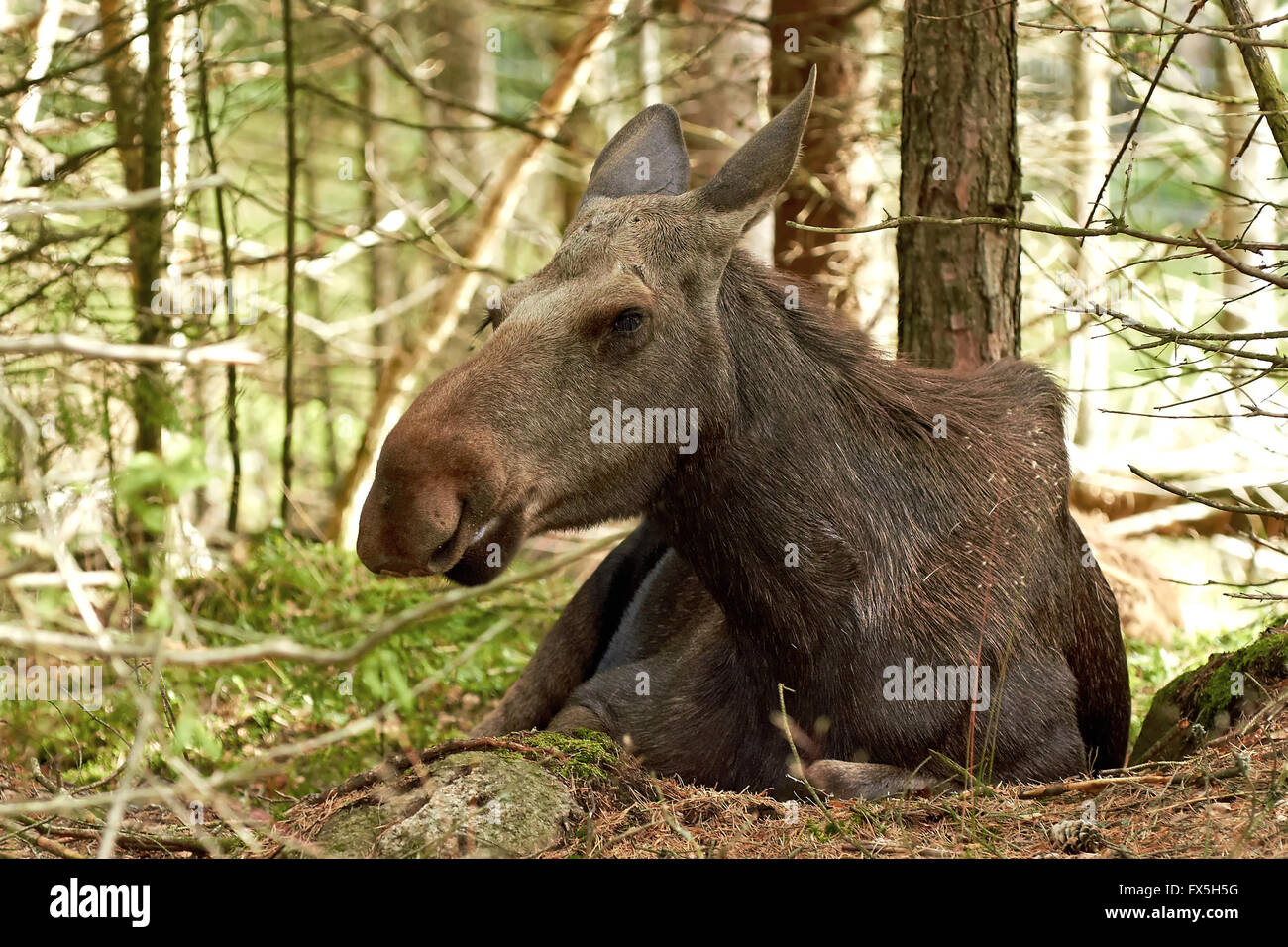 Eurasian elk hi-res stock photography and images - Alamy