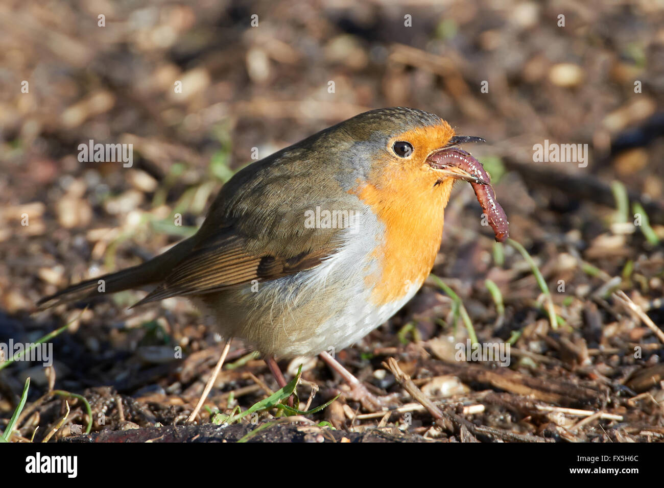 European robin sitting on the ground with a earthworm in its beak Stock ...