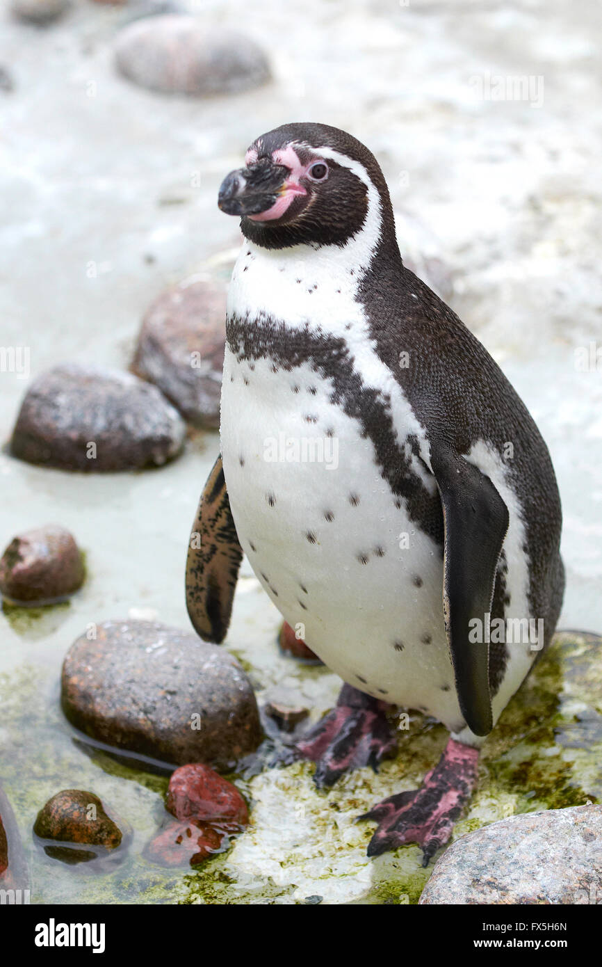 Penguin in nature hi-res stock photography and images - Alamy