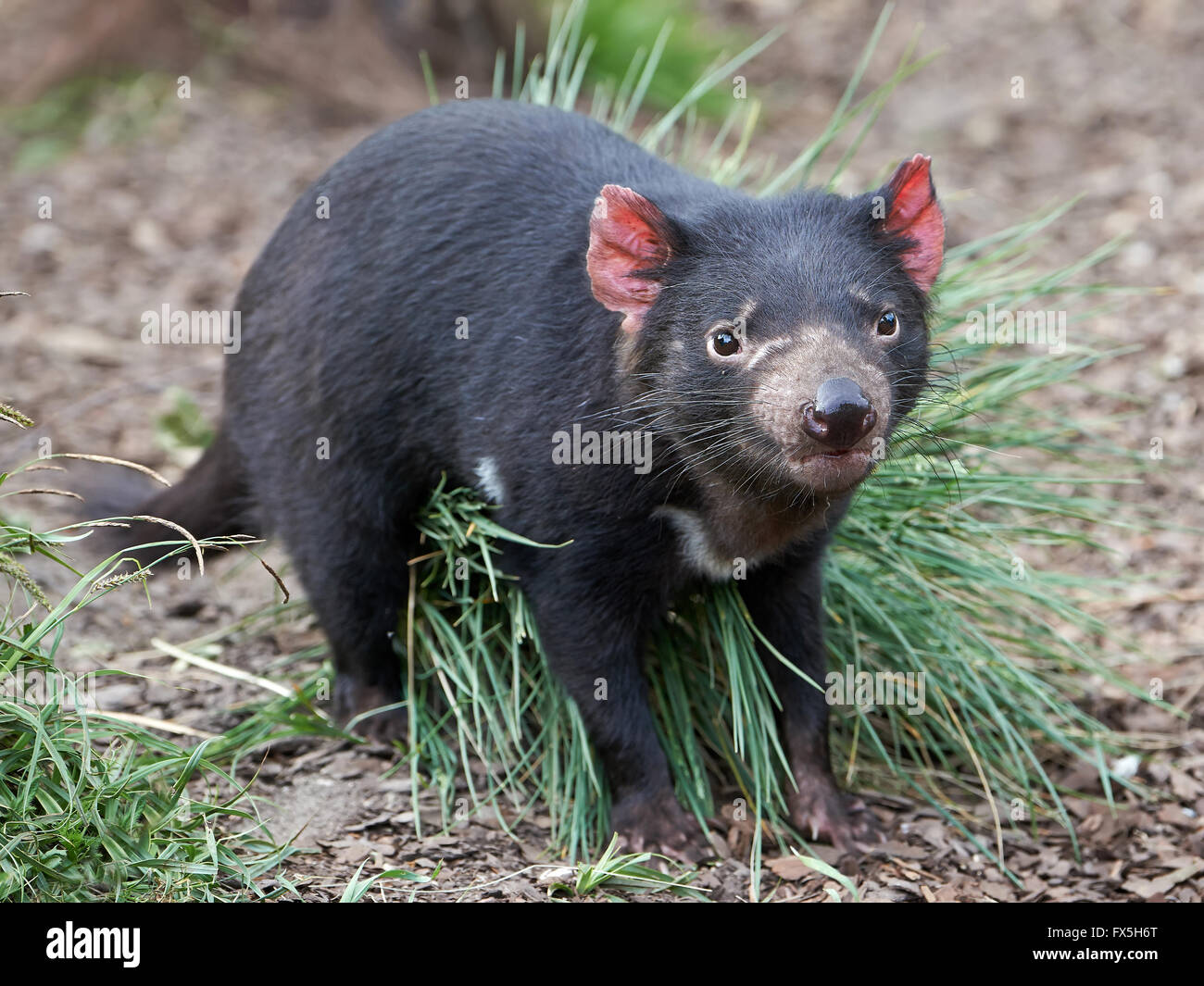 Tasmanian devil habitat hi-res stock photography and images - Alamy
