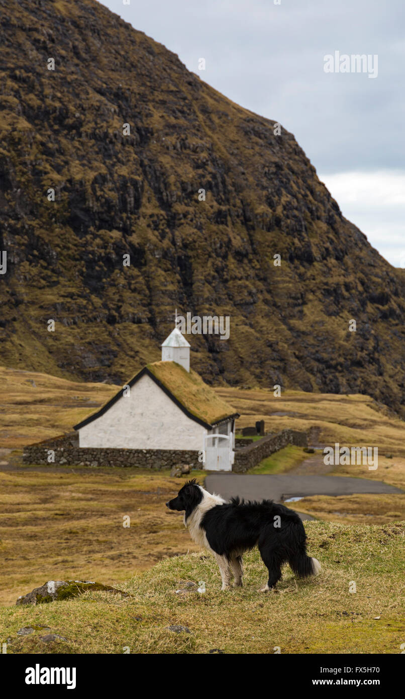 Saksun church, grass roofed church and sheepdog at Saksun ancient ...