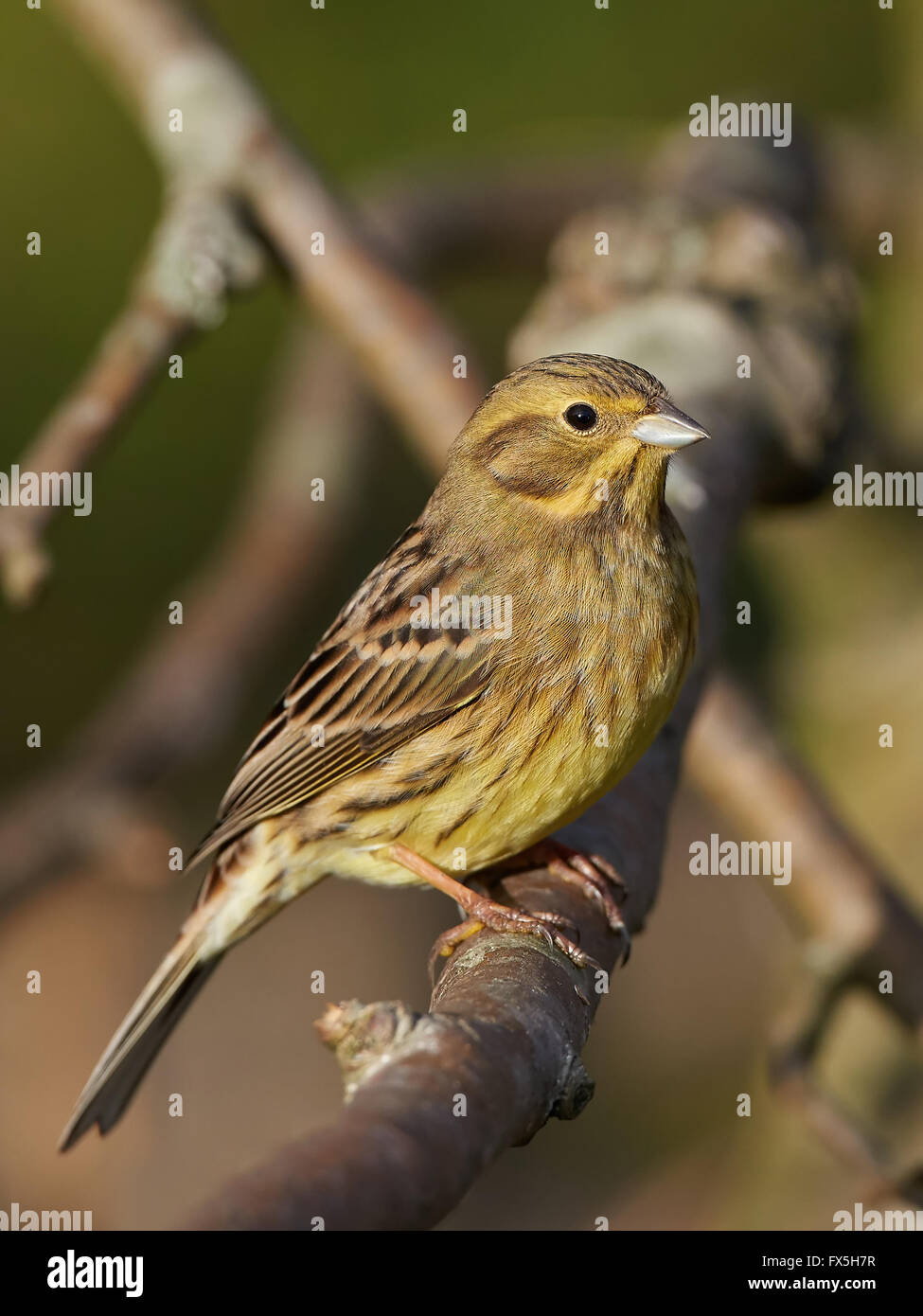 Female Yellowhammer resting on a branch in its natural habitat Stock ...