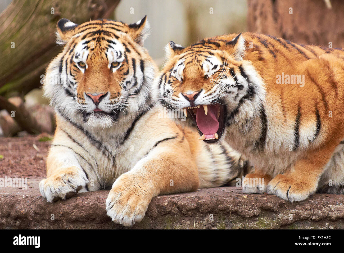 Tiger relaxing in the sun hi-res stock photography and images - Alamy