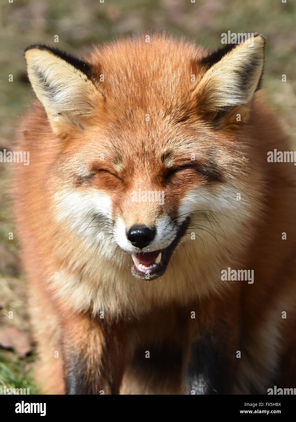 Closeup portrait of the Red fox laughing seen from the front Stock ...
