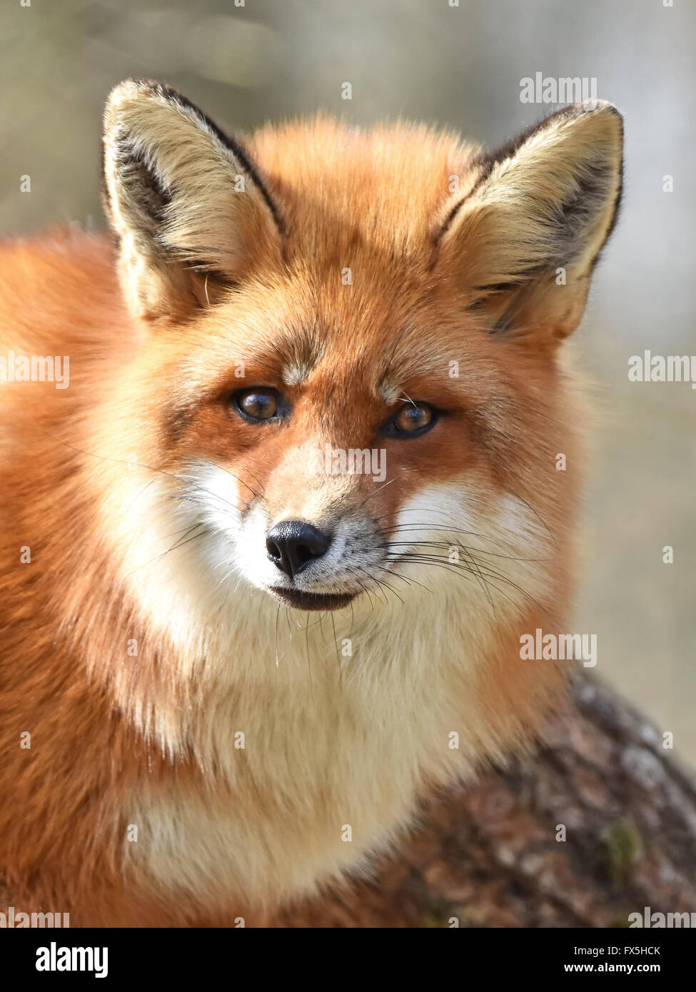 Closeup portrait of the Red fox seen from the front Stock Photo - Alamy