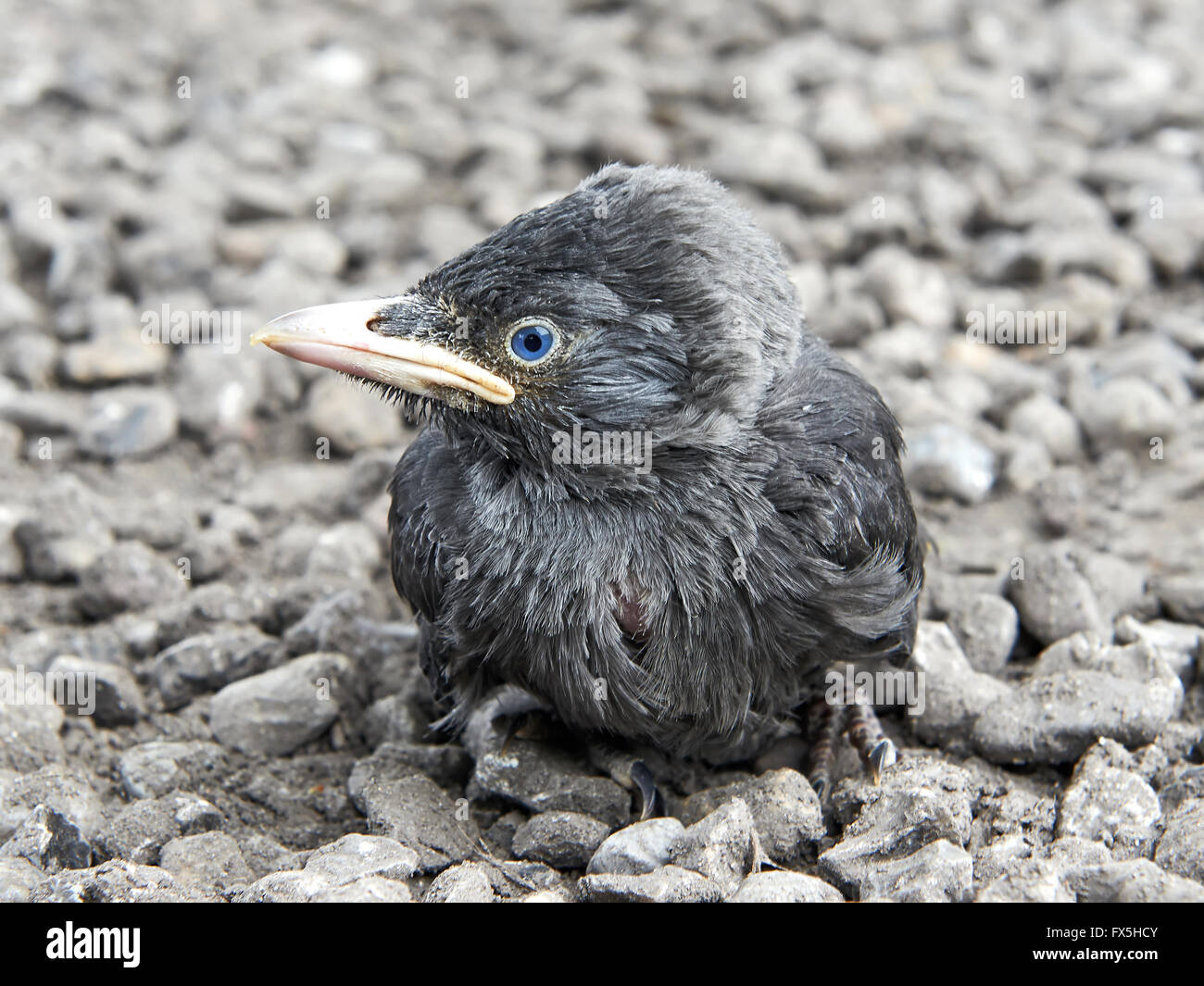 Young Jackdaw High Resolution Stock Photography and Images - Alamy