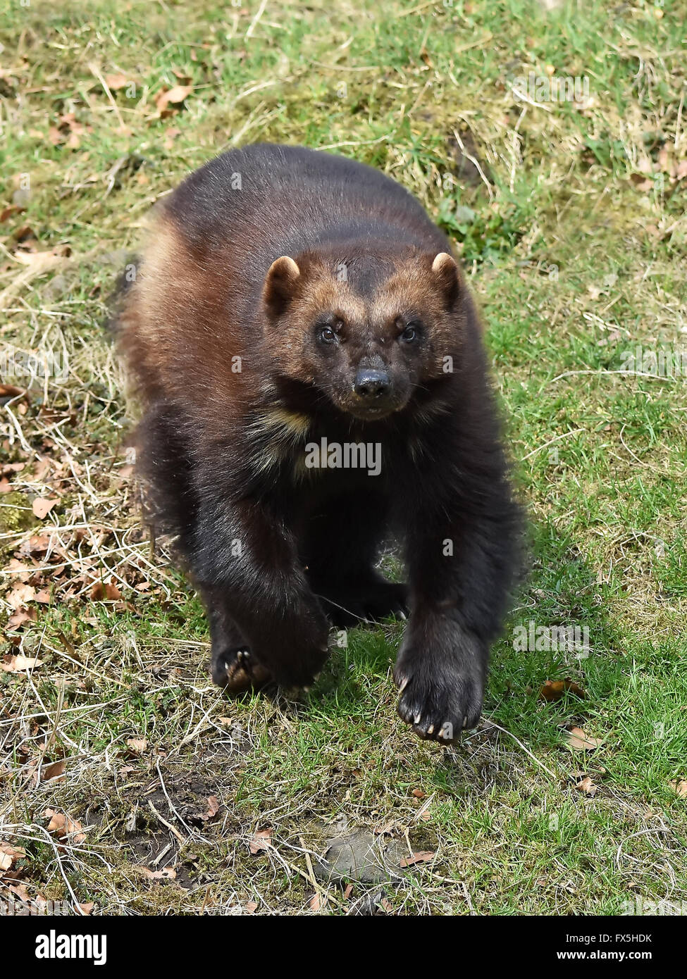 Wolverine running towards the camera with grass in the background Stock ...
