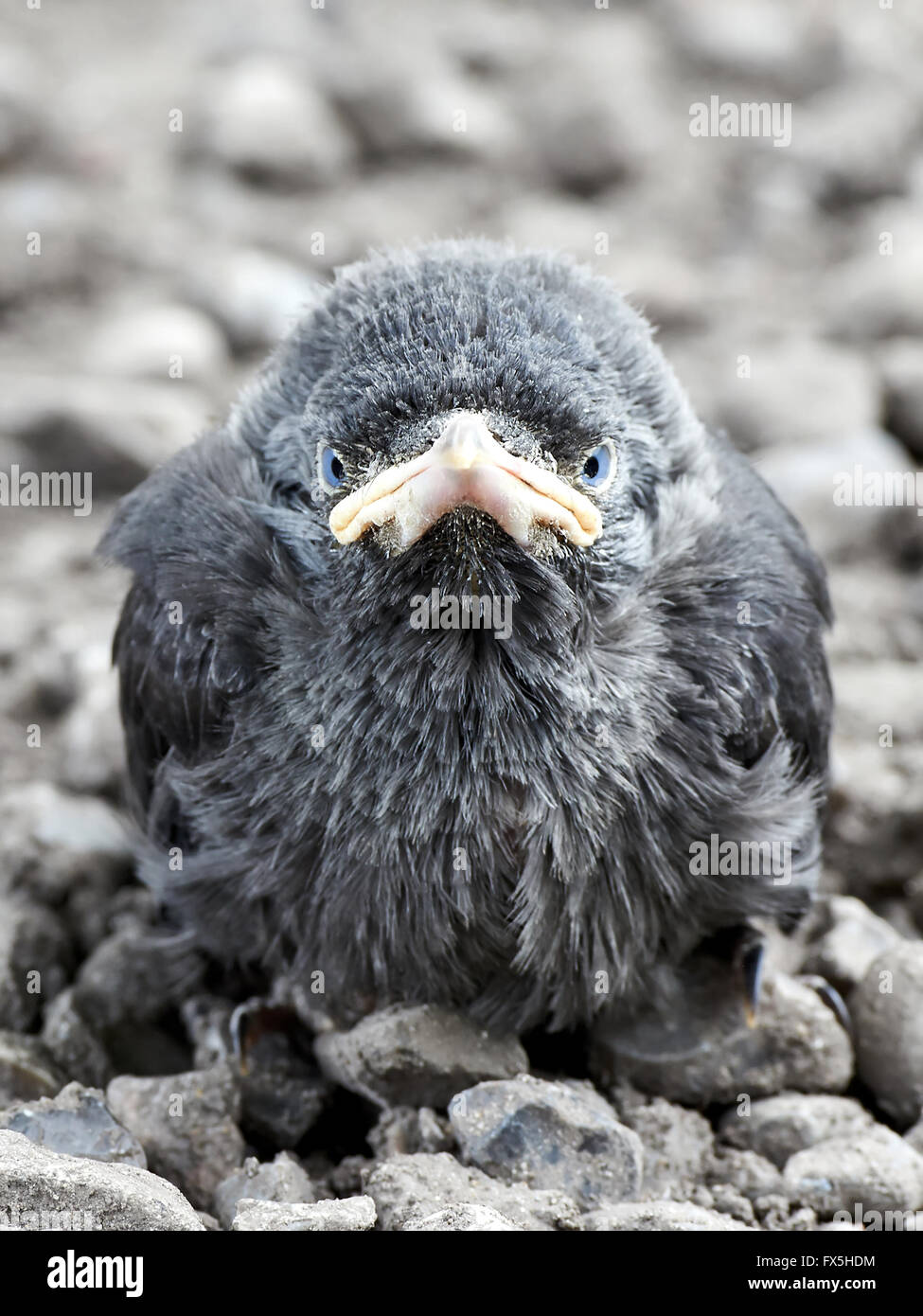 Young jackdaw hi-res stock photography and images - Alamy
