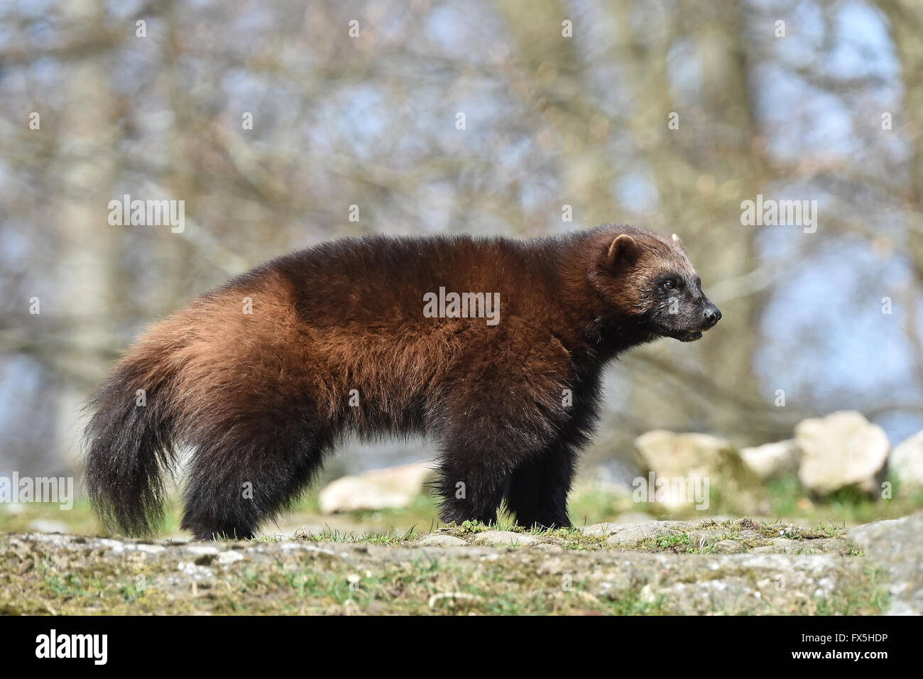 wolverine standing in its natural habitat Stock Photo - Alamy