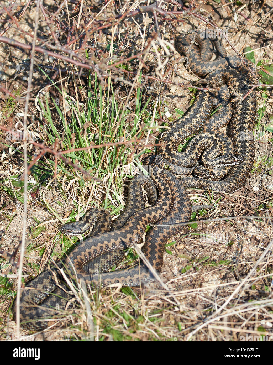 Common European Adders resting in the sun in its habitat Stock Photo ...