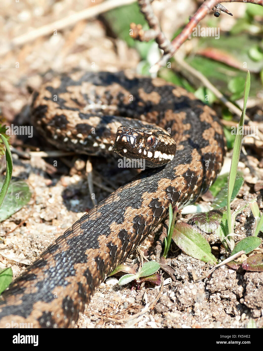 Common European Adder resting in the sun in its habitat Stock Photo - Alamy