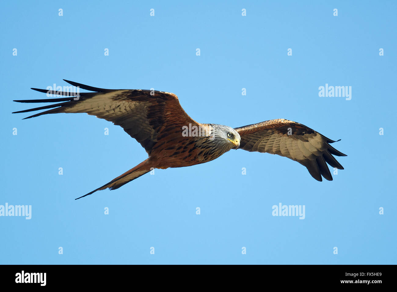 Red kite in flight with blue sky in the background Stock Photo - Alamy