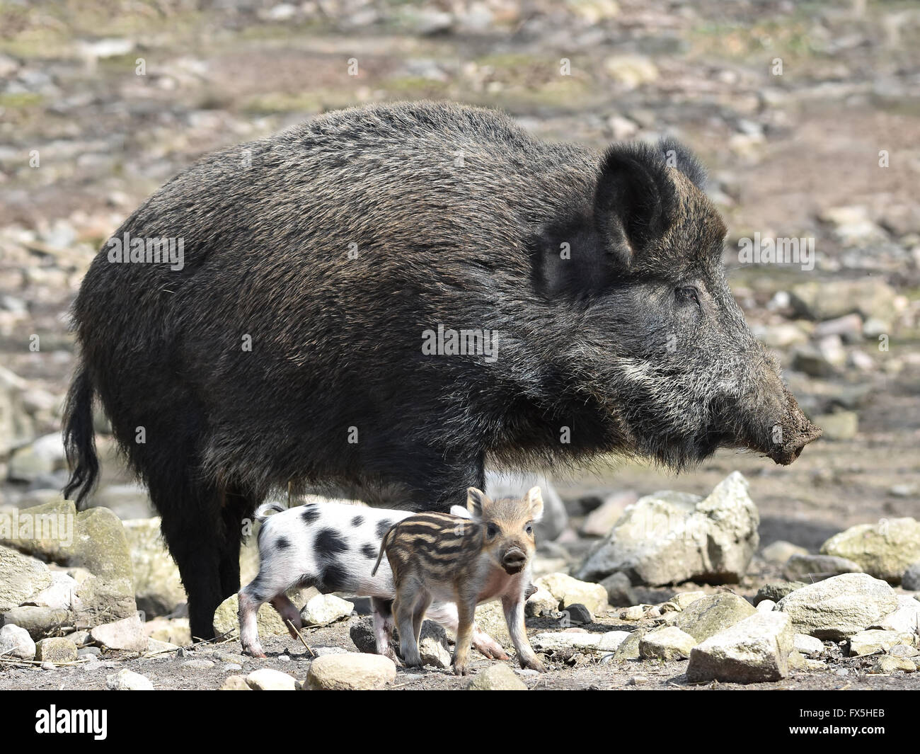 Female Wild boar with her little cubs in their habitat Stock Photo - Alamy