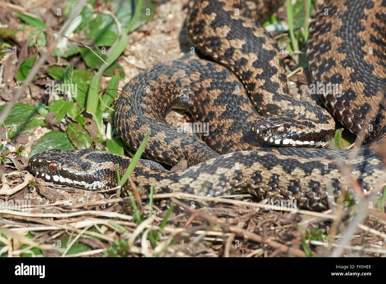 Habitat of adders hi-res stock photography and images - Alamy