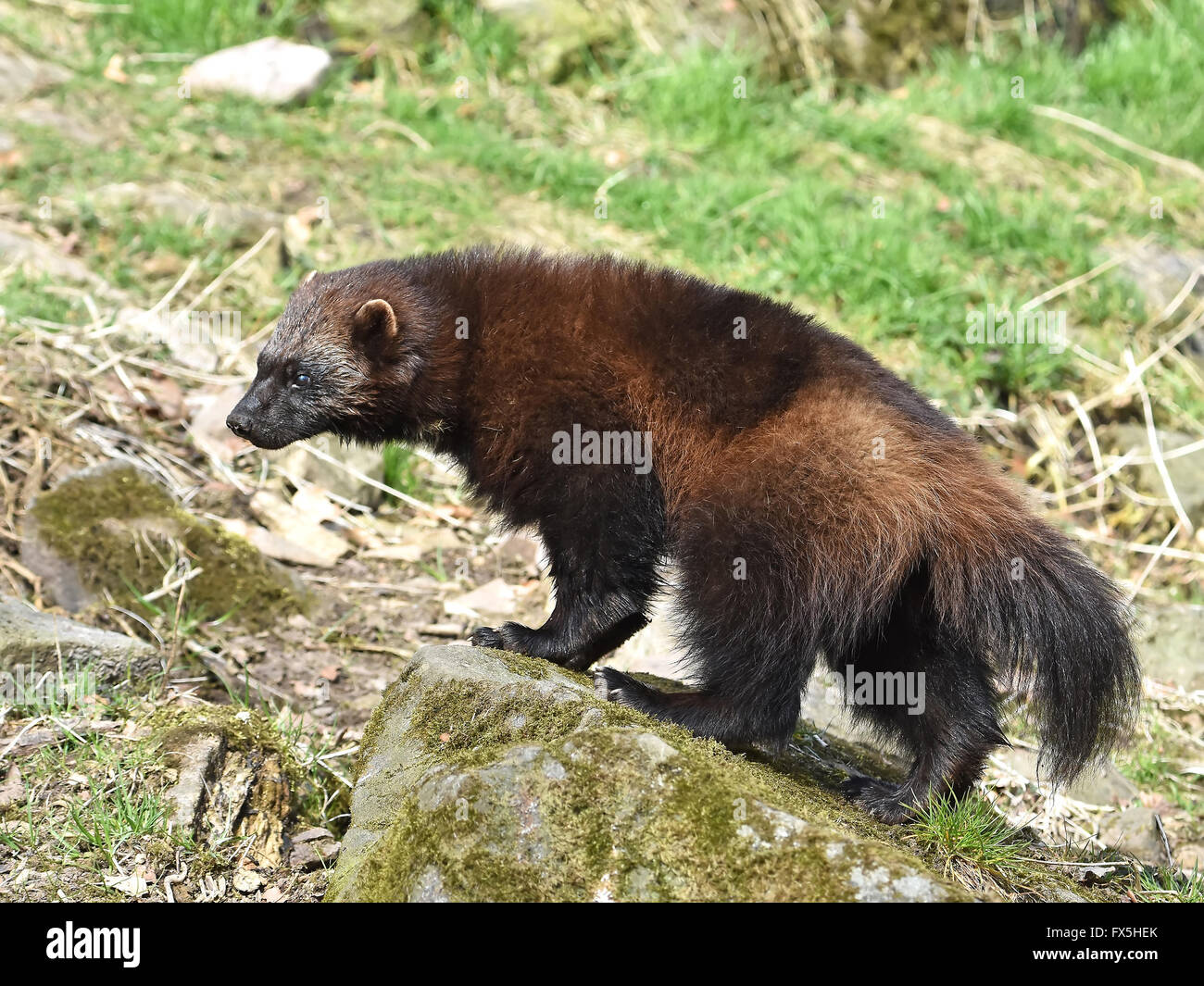 wolverine walking around in its natural habitat Stock Photo - Alamy