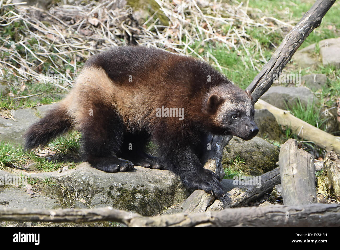 wolverine walking around in its natural habitat Stock Photo - Alamy