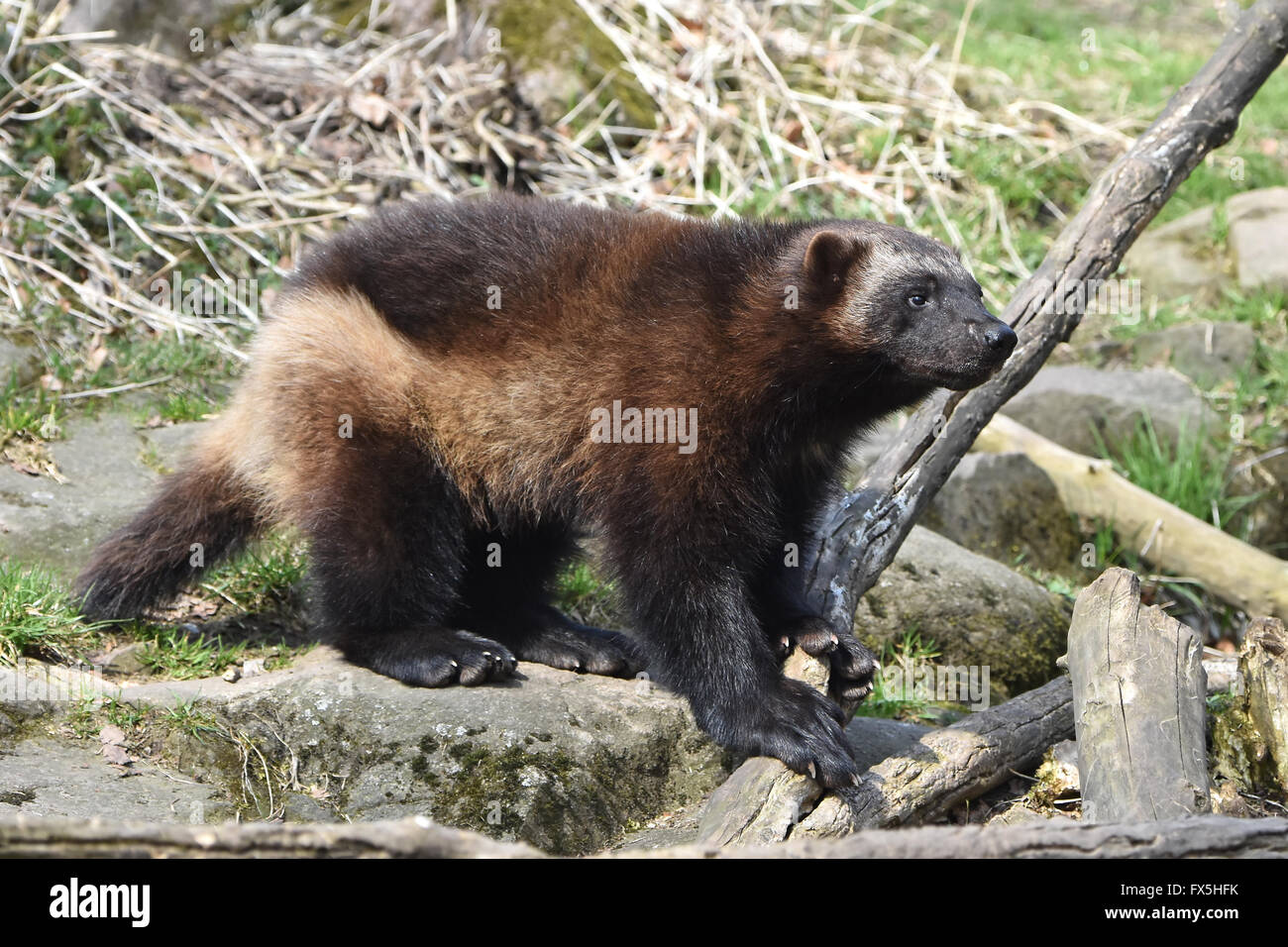 Wolverine standing in the sun its natural habitat Stock Photo - Alamy
