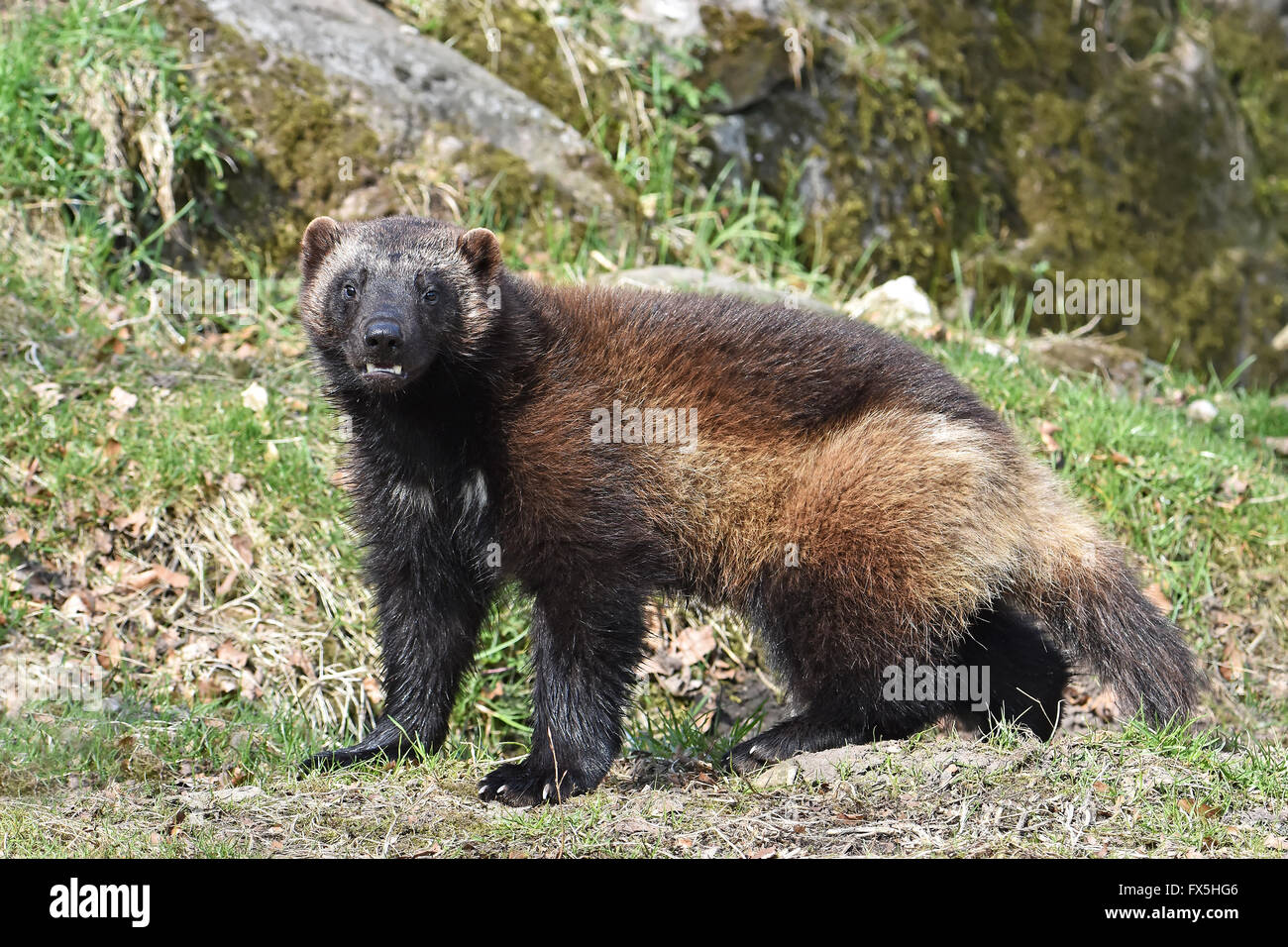 Wolverine standing in its natural habitat Stock Photo - Alamy