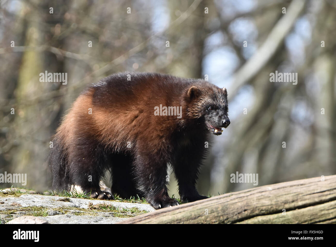 Wolverine Standing High Resolution Stock Photography and Images - Alamy