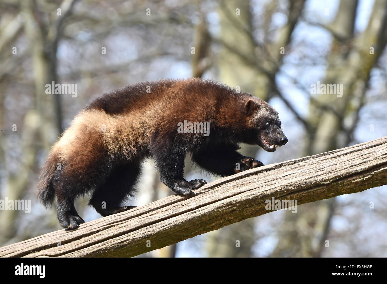 wolverine climbing an old tree trunk in its natural habitat Stock Photo ...