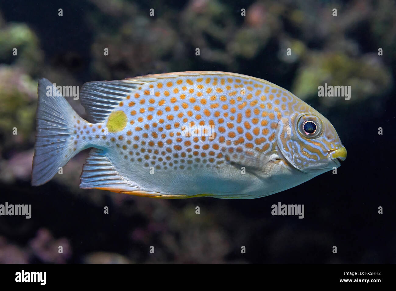 Gold saddle rabbitfish seen from the side in its habitat Stock Photo ...
